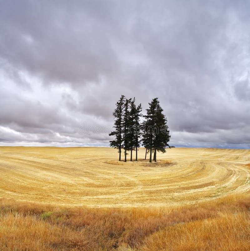 Some trees in fields stock image. Image of yellow, thunderstorm - 184058975