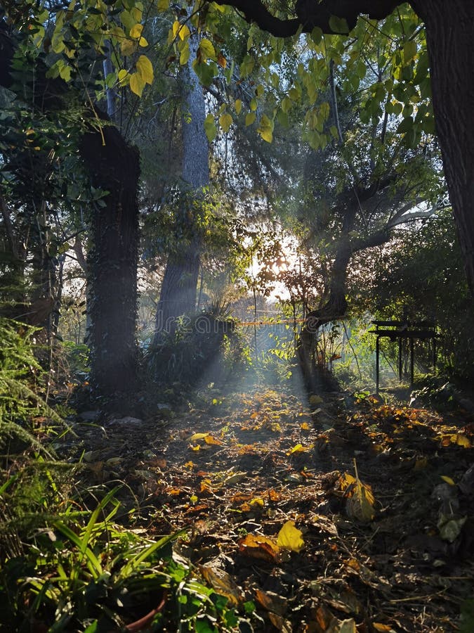 Some Trees in the Morning with the Sun Stock Photo - Image of tree ...