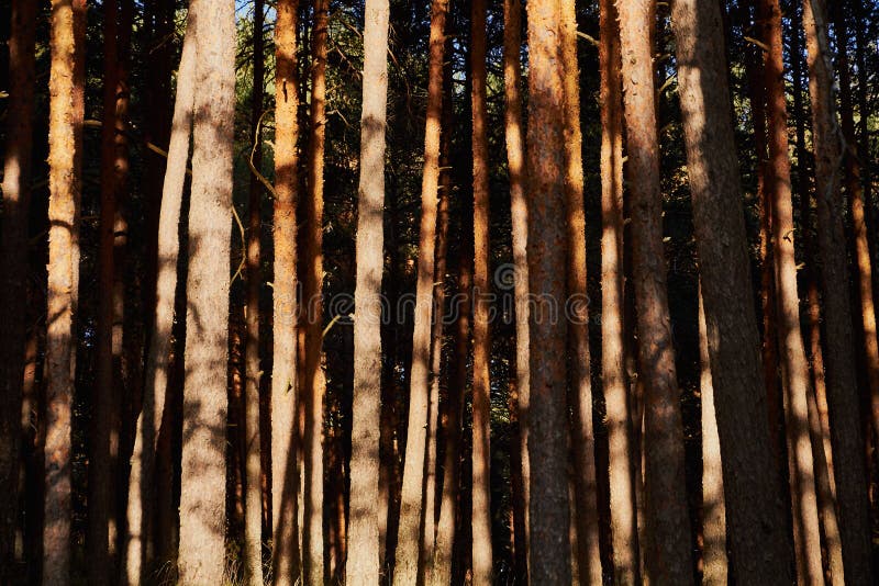 Some trees in the shadows stock photo. Image of light - 125654382
