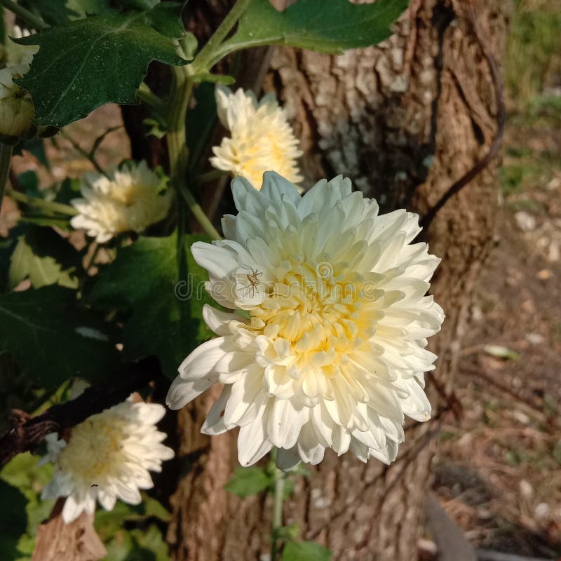 Some Types of Chrysanthyant Flowers Start To Bloom in Summer Stock ...