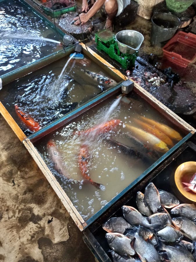 Some Types of Fish on Julan in Traditional Markets Stock Photo - Image ... Some Types of Fish on Julan in Traditional Markets Stock Photo - Image ...