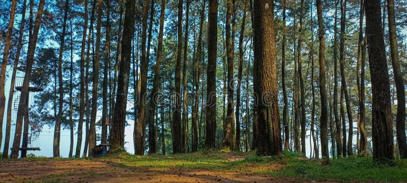 Some Upright Pine Trees in the Garden Stock Photo - Image of upright ...