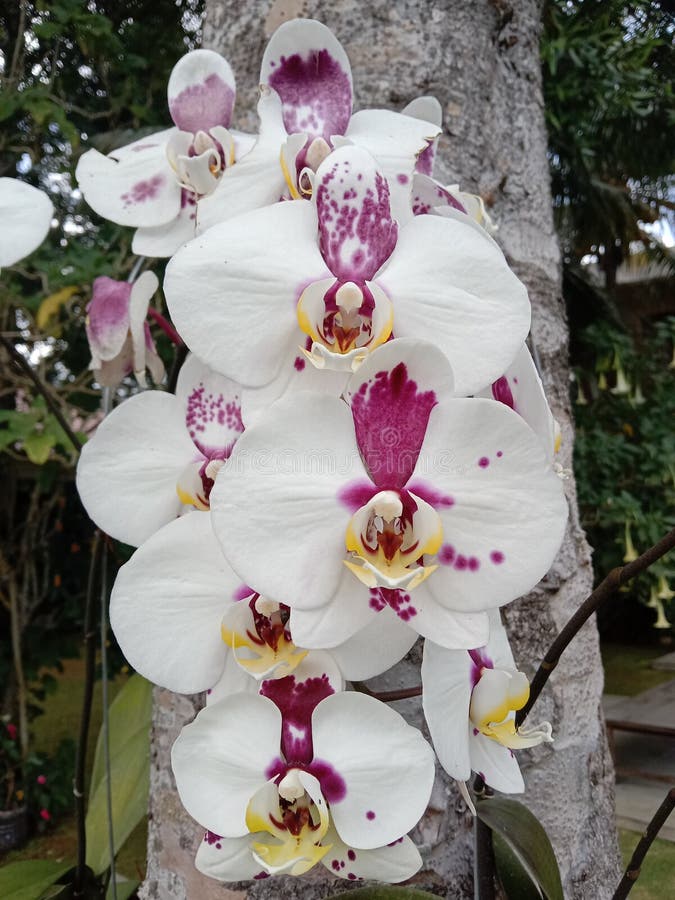 Some Various Orchid Flower at Garden Stock Photo - Image of orchid ...