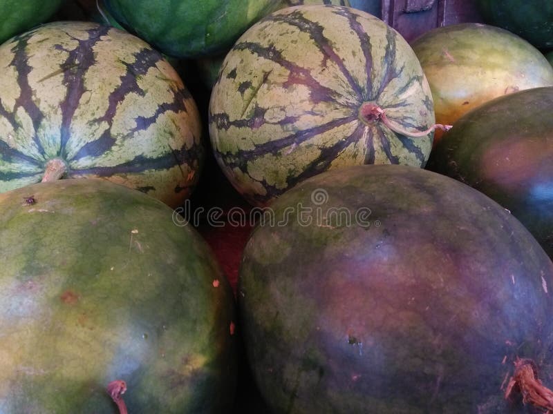 Some watermelon stock photo. Image of flower, citrus - 211321608