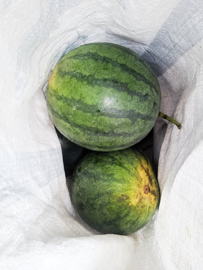 Some watermelons in a sack stock image. Image of sack - 254084081