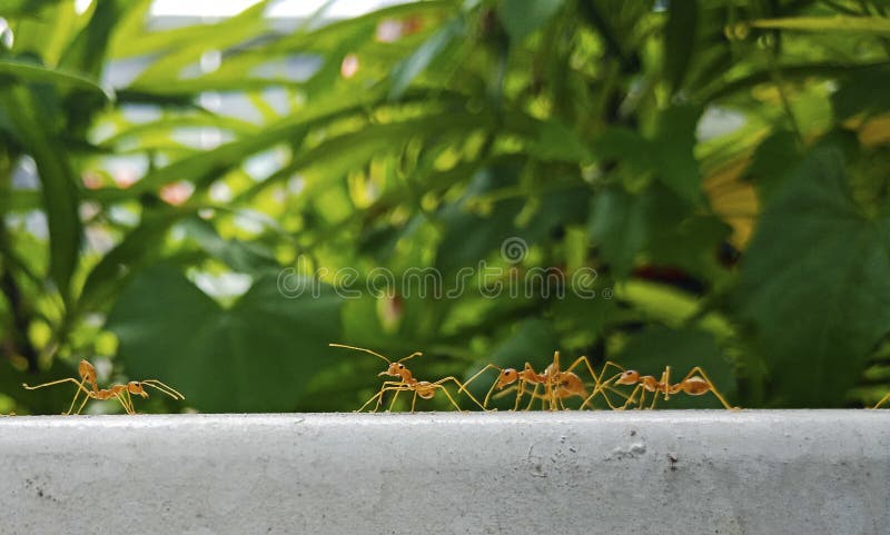 Some Ants with Green Leaves Background Stock Image - Image of weaver ...