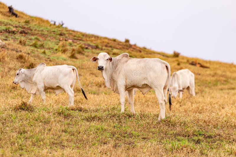 Some Cattle Feeding on Dry Pasture on a Farm. Stock Image - Image of ...