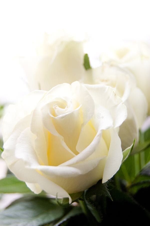 Elegant pure white roses stock photo. Image of roses, collage - 2811588