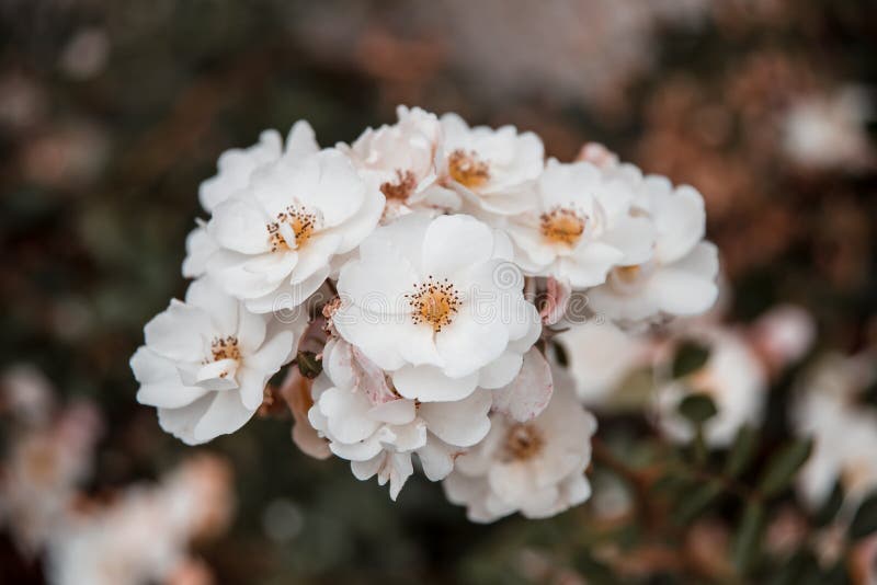Some white roses. stock image. Image of foliage, white - 186736187
