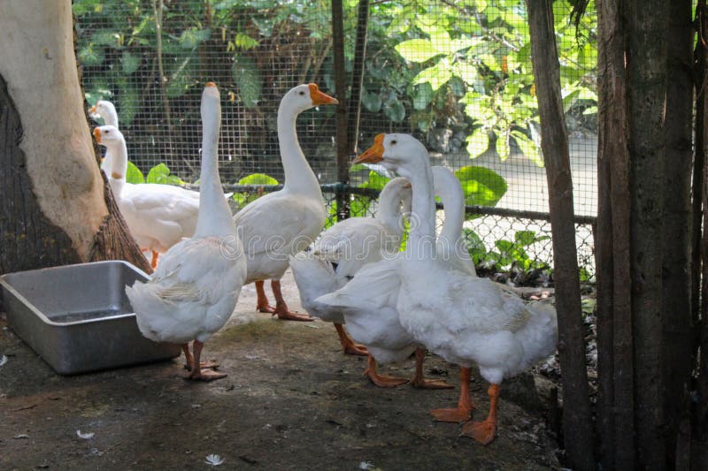 Some white swans stock image. Image of neck, swan, feather - 290798535