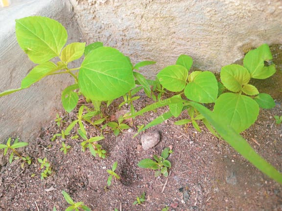 Some Wild Grass Growing on the Edge of the House Stock Photo - Image of ...