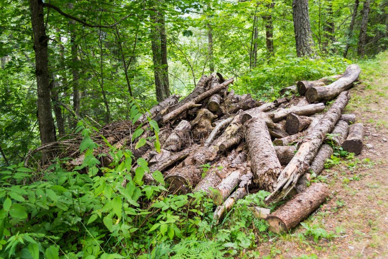 Woods on the Ground in the Mountain Stock Image - Image of vegetation ...