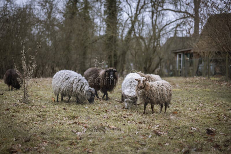 Some Wool Sheep Stand on the Meadow Stock Photo - Image of design, wool ...