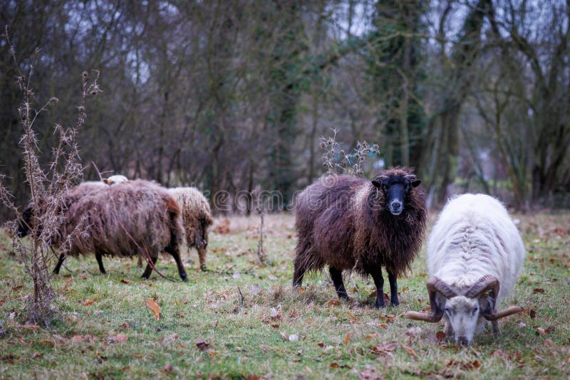 Some Wool Sheep Stand on the Meadow Stock Photo - Image of spring ...