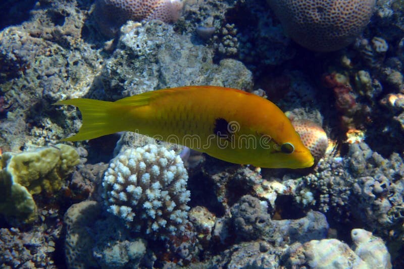Some yellow coral fish stock image. Image of underwater - 221204833