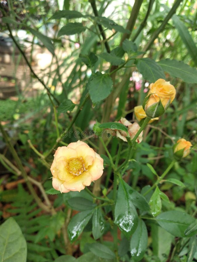 Some yellow roses stock image. Image of plant, branch - 264698721