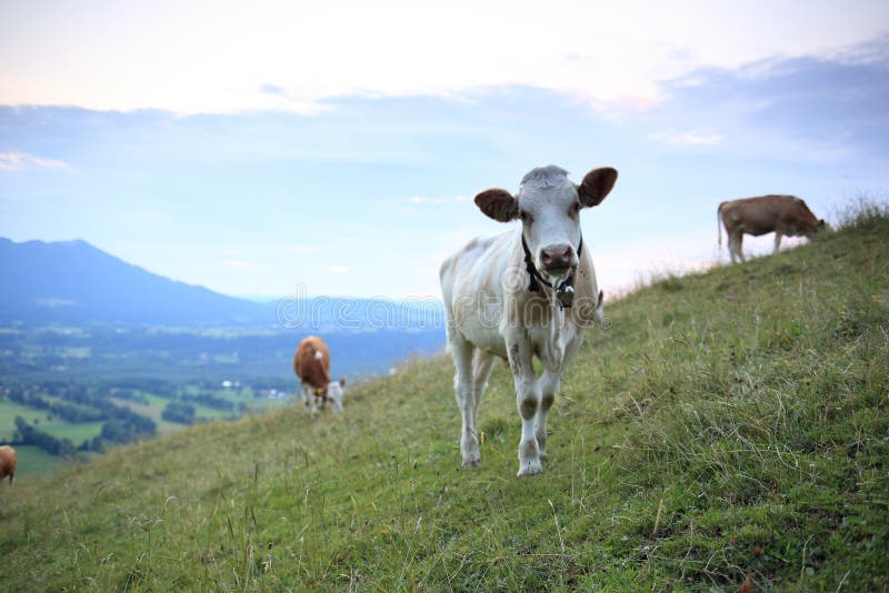 Some cows stock image. Image of green, cute, farming - 21668055