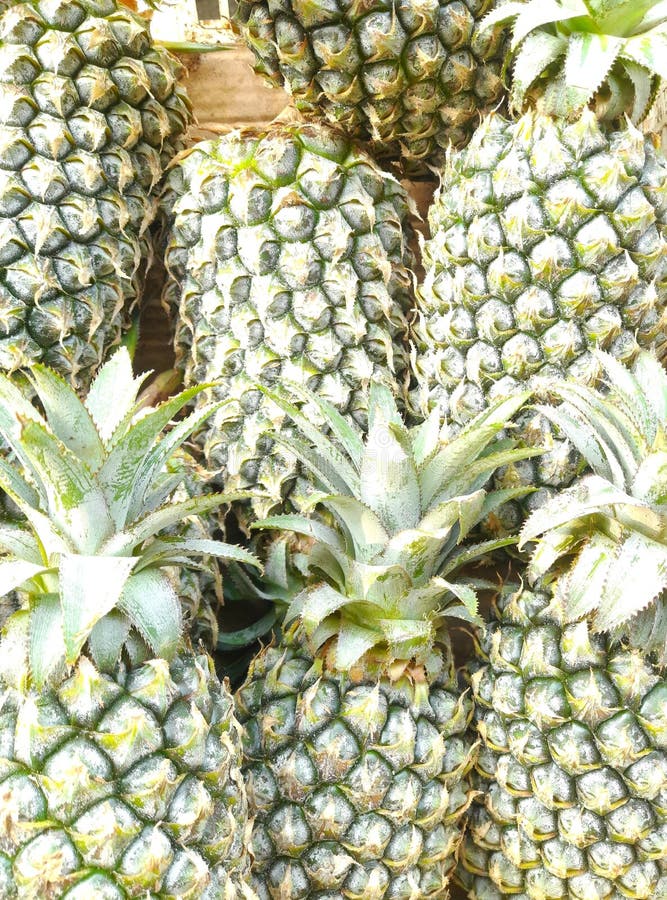 Some Young Pineapples in a Basket in a Fruit Shop Stock Image - Image ...