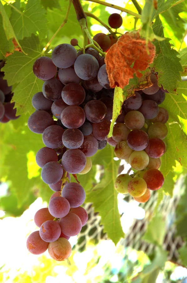 Some yummy grapes stock photo. Image of leaves, crush, winery - 91154