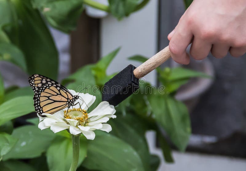 Someone Attempting To Hold a Monarch Butterfly Stock Image - Image of ...