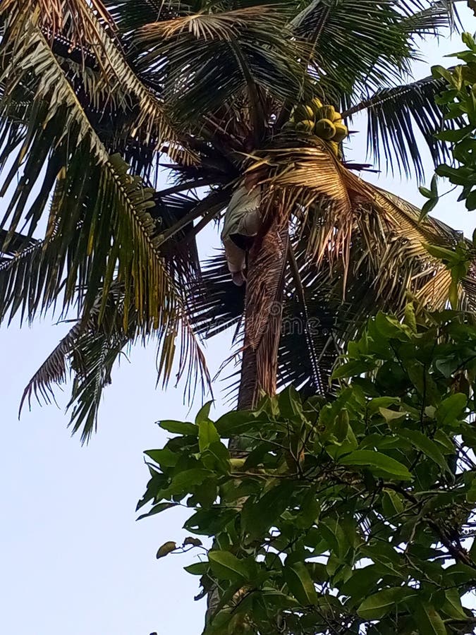 Someone on a Coconut Tree Wearing Torn Pants Stock Photo - Image of ...