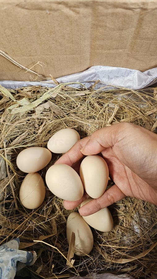 Someone Hand is Taking a Chicken Egg from Its Nest Stock Photo - Image ...