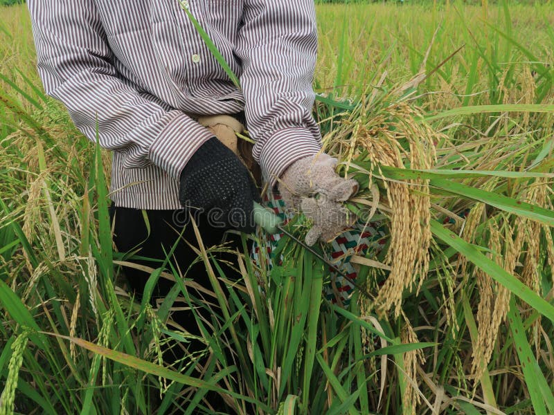 Someone is Harvesting Rice Using a Sickle Stock Image - Image of food ...