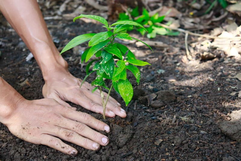 Someone is Planting a Tree Seed in the Ground Stock Photo - Image of ...