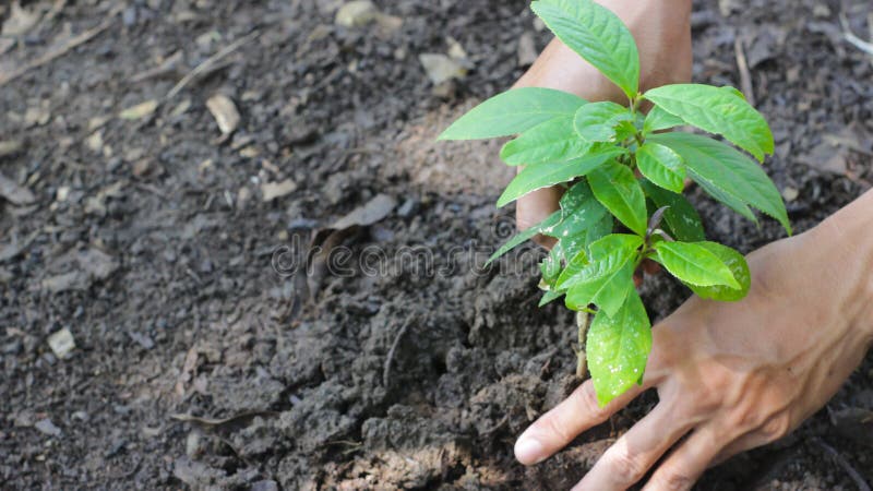 Someone is Planting a Tree Seed in the Ground Stock Image - Image of ...
