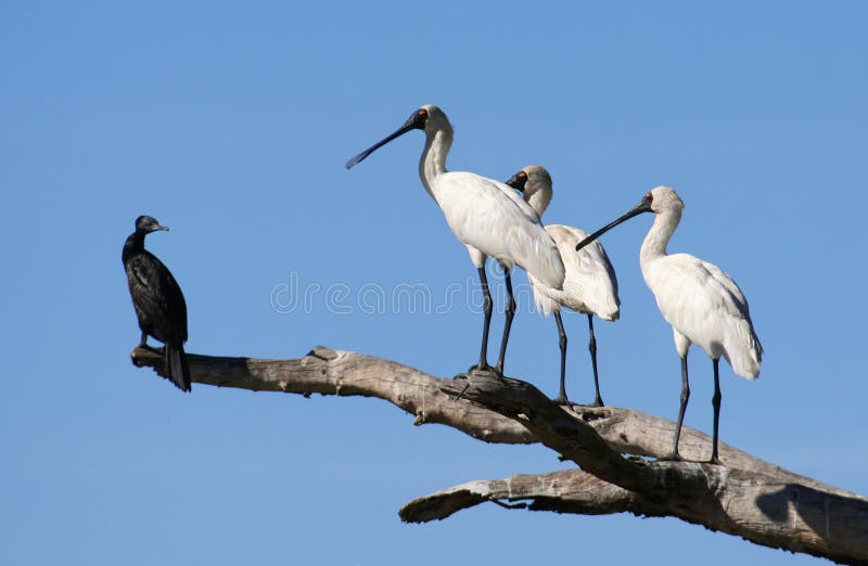 Shag Duck stock photo. Image of ocean, cove, birds, atlantic - 757120