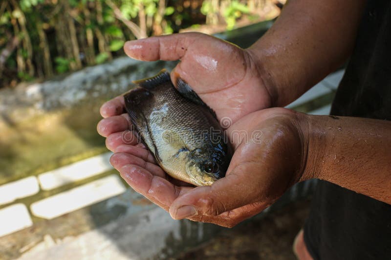 Someone Who is Putting a Fish in the Palm of His Hand Shoot Close Up ...