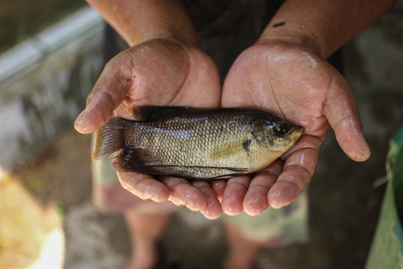 Someone Who is Putting a Fish in the Palm of His Hand. Shoot Close Up ...