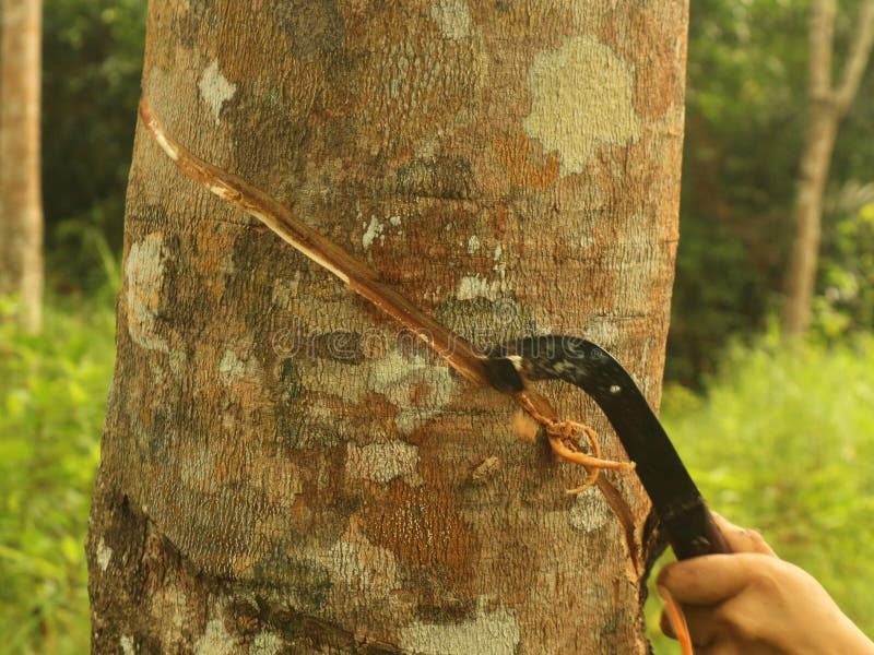 Someone is Working on Rubber Tapping Stock Image - Image of garden ...