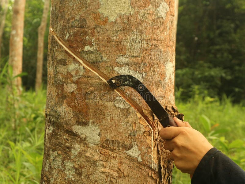Someone is Working on Rubber Tapping Stock Photo - Image of soil, crop ...