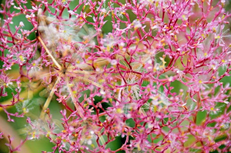 Something colorful stock photo. Image of abstract, field - 29233922