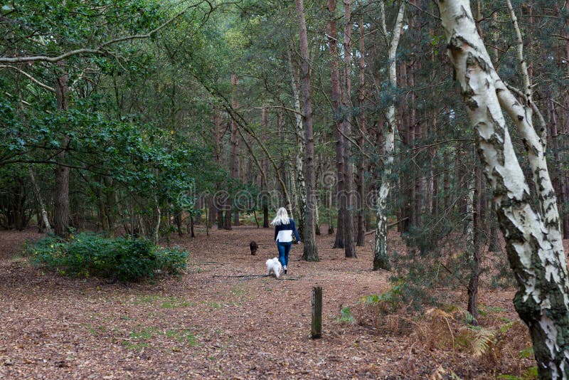 A 20 Something Female Walking Her 2 Dogs through a Forest Path Stock ...