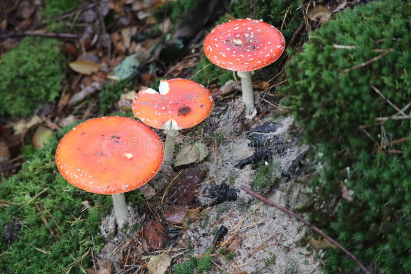 Three Poisonous Comrades Stock Photos - Free & Royalty-Free Stock ...