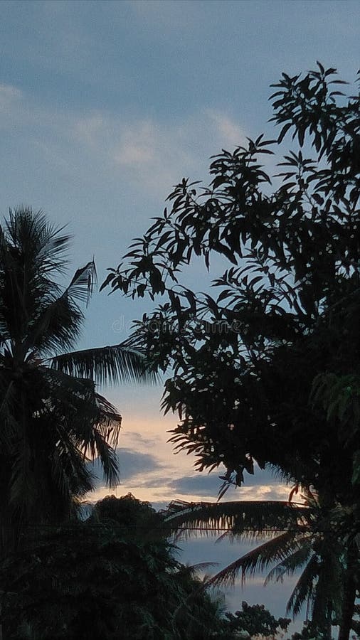 Something High Will Be a Motivation To Keep Going Up Just Like a Tree ...