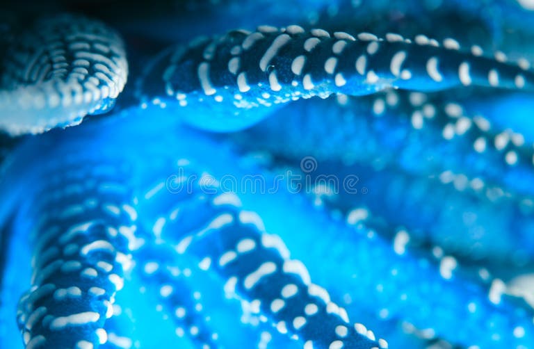 126 Sea Creature Aliens Earth Stock Photos - Free & Royalty-Free Stock ...