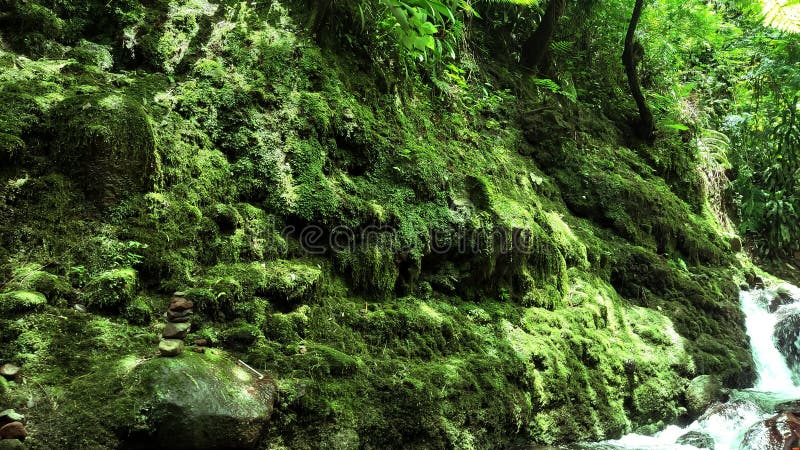 Something Looks Green stock photo. Image of rock, looks - 261636236