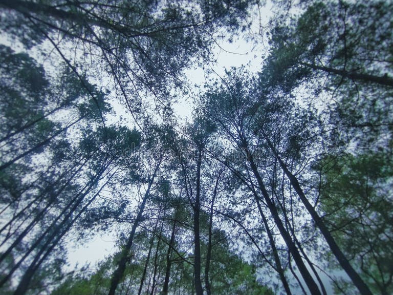 Something Pine Forest in Java Stock Image - Image of forest, tree ...