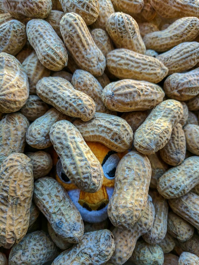 Somethings in my peanuts stock photo. Image of orange - 89478958