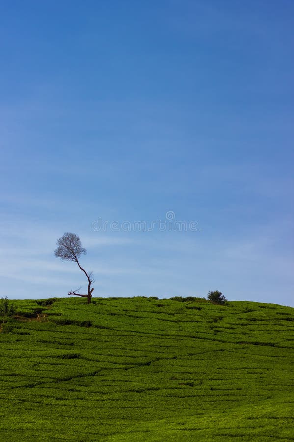 Sometimes Being Alone is Fun and You Can Also Get Inspiration Stock ...