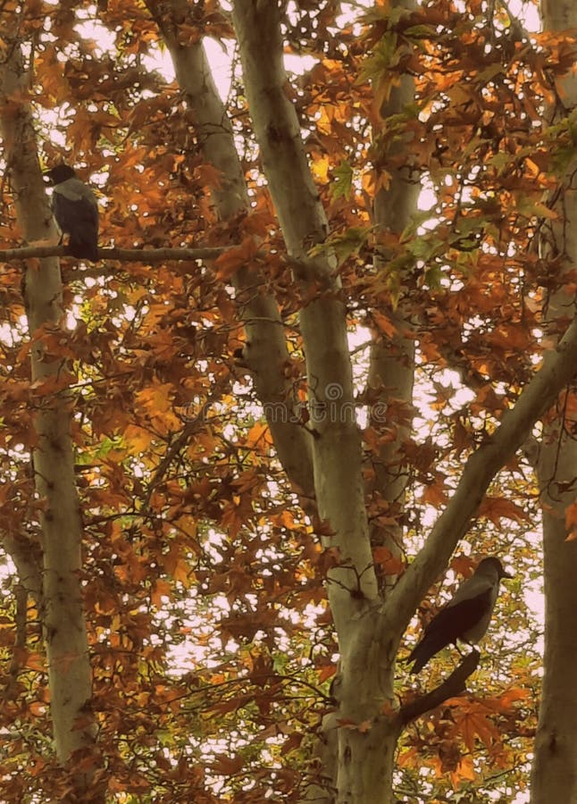 Beautiful crows stock photo. Image of branch, nature - 201182862