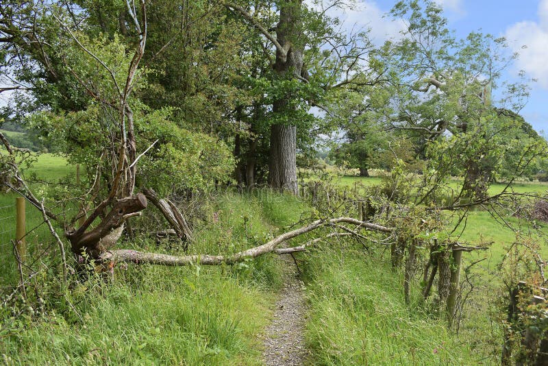 Countryside Path with Tree Obstruction Stock Photo - Image of bush ...