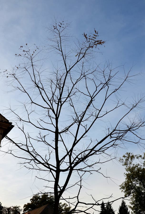 The Somewhat Irregular Crown Becomes Steadily Broader Stock Image ...