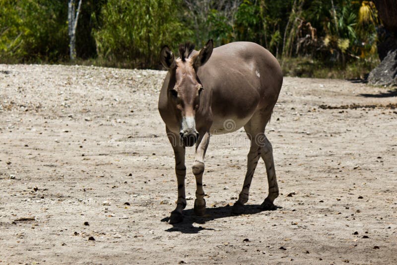 Wild Ass(Equus Hemionus Khur) Stock Photo - Image of animal, pair: 7809736