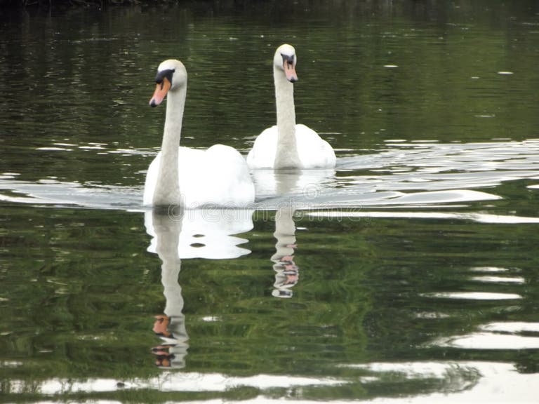 Sommarbad fotografering för bildbyråer. Bild av svans - 94739055