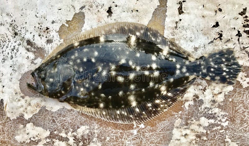 Flundra arkivfoto. Bild av medf8ort, angus - 50293486