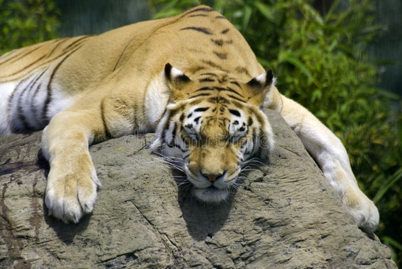 Un grand tigre endormi image stock. Image du carnassier - 137817037